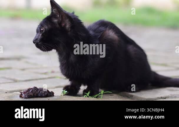 a black cat sitting on grey pavement, looking at a dark object on the ...