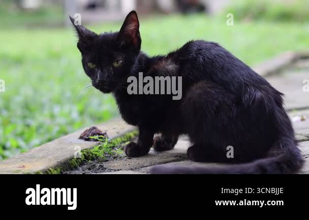 a black cat sitting on grey pavement, looking at a dark object on the ...