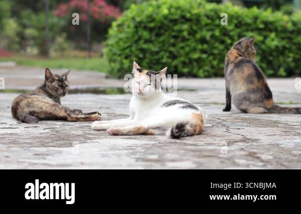 Stray cat different colors Stock Videos & Footage - HD and 4K Video ...