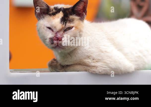 a white cat with a facial wound, lying down on a window ledge. The cat ...
