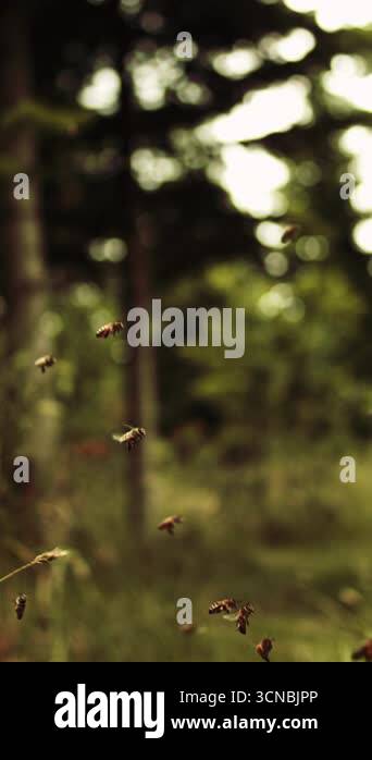 Vertical format slow motion footage of honey bees buzzing in a natural outdoor setting, captured ...