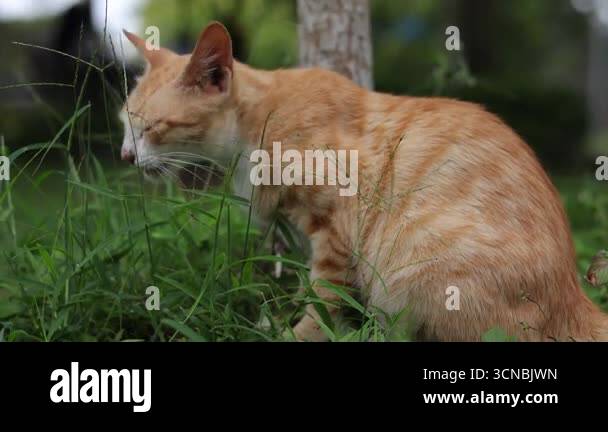 a ginger cat in the middle of a grassy area. The cat is hunched over ...