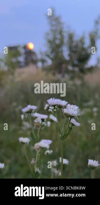 The grass flowers dance in the evening wind, the moon shines on the clouds, flow in the ...