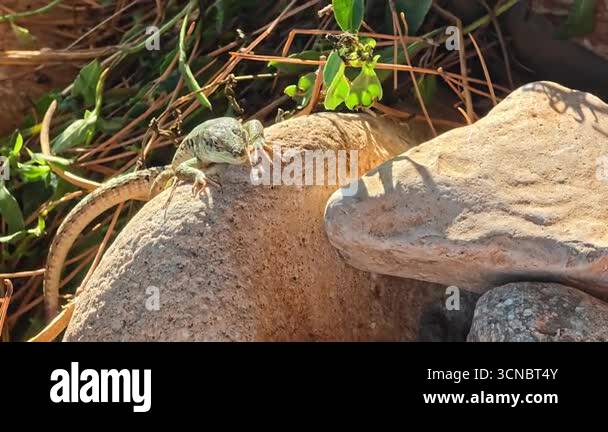 Close up of lizard resting on warm stone in sunlight with green plants ...