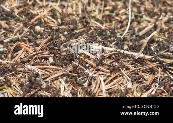 Close up macro of forest ants crawling across pine needles and dry ...