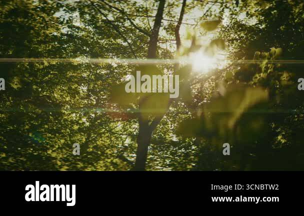 The video captures sunlight filtering through a dense forest canopy as ...