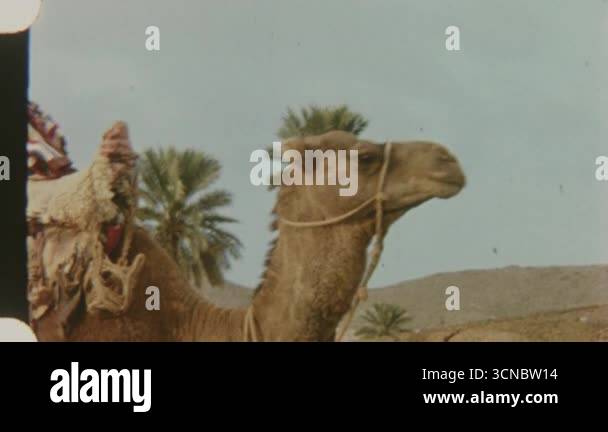 Vintage 1970s 8mm film captures a close-up of a camel draped in ...