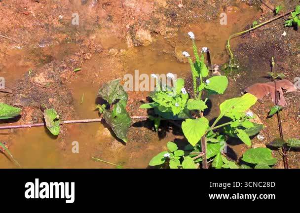 Plant flower grows on muddy lake shore in Khon Kaen District Khon Kaen ...