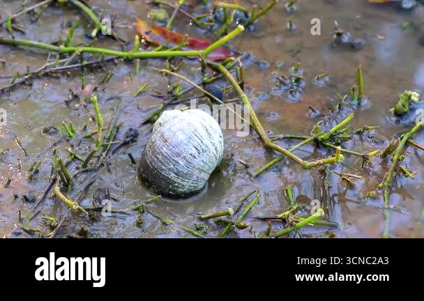 White snail shell in the dirty mud on the lake shore in Khon Kaen ...
