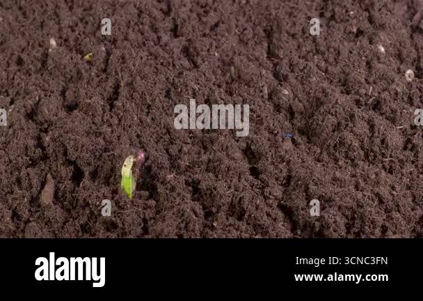 Beautiful Time Lapse of Growth Mung Bean Plants. Vigna Radiata. 4K ...