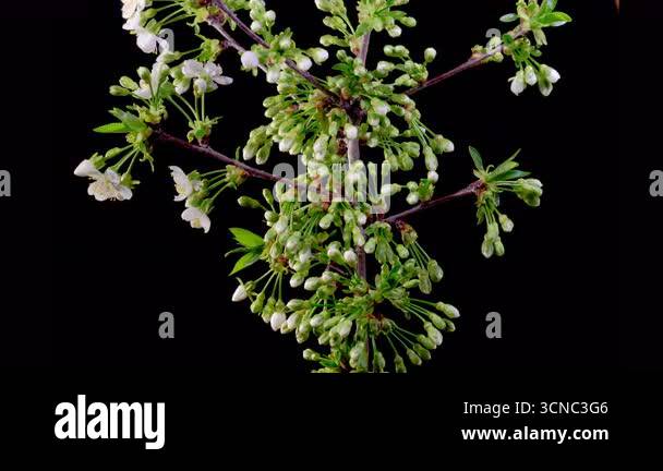 Cherry Blossom. White Flowers Blossoms on the Branches Cherry Tree ...