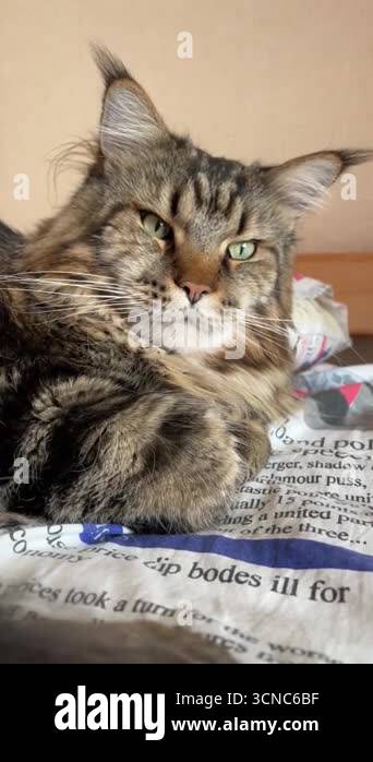 Maine Coon, cats, big cat, animal, game, rest, look, fur, muzzle, ears ...