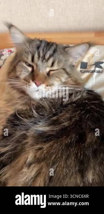 Maine coon bi Ukrainian cat, animal Mainecoon Stock Video Footage - Alamy