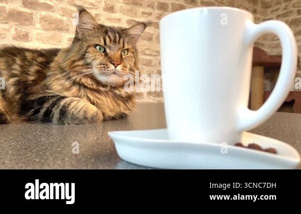 A large Maine Coon cat lies on the table, next to a white cup and ...