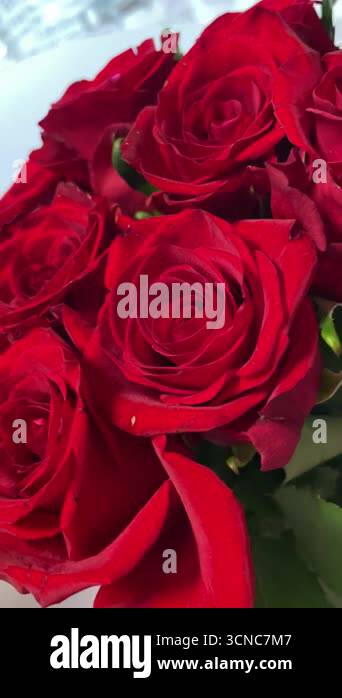 red rose bouquet close up, romantic roses, flowers, feeling love, fall ...