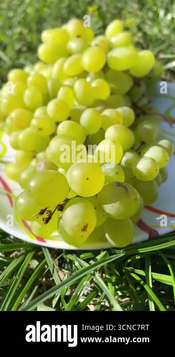 grapes in a plate on a green grass background, fresh fruit grape Stock ...