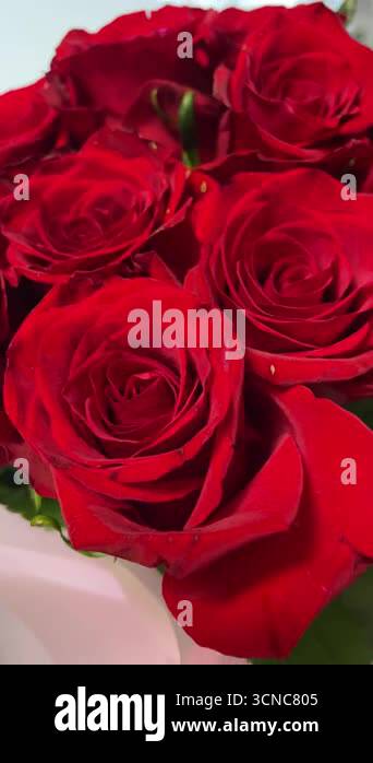 red rose bouquet close up, romantic roses, flowers, feeling love, fall ...