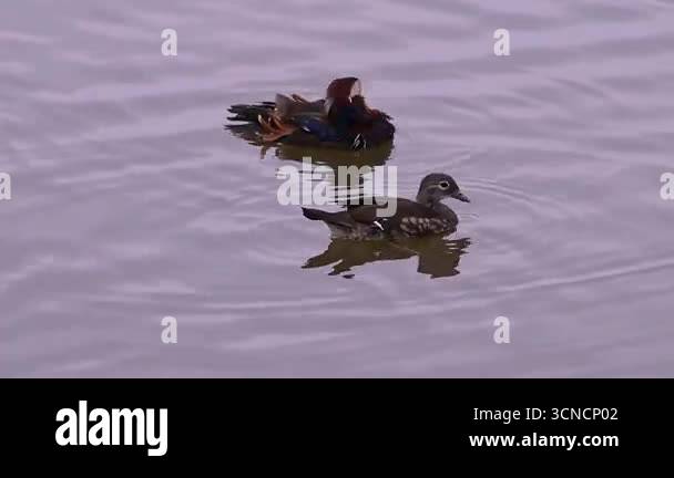 Mandarin duck, Aix galericulata floats on a pond. Duck in the nature ...