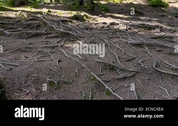 Video of forest undergrowth, showcasing the sprawling roots of trees ...