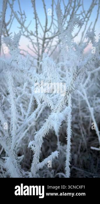 Frosty grass in snowy forest, cold weather in sunny morning. Tranquil ...