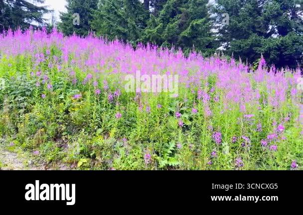 Fireweed chamaenerion angustifolium flowering Stock Videos & Footage ...