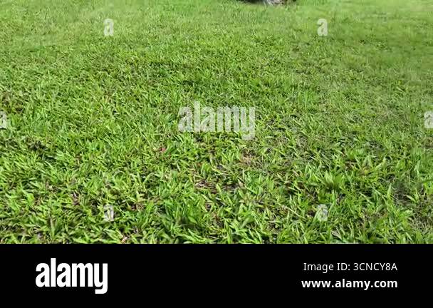 4k real time-video footage camera pan left to right-grass in park Stock ...