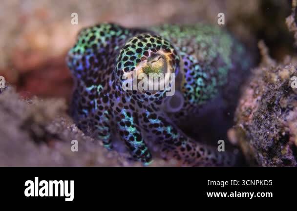 Small squid. Very small Berry's Bobtail Squid - Euprymna berryi, green ...