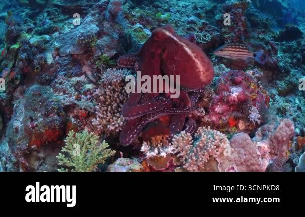 A Day Octopus at the reef bottom. An adult specie of the Octopus Cyanea ...