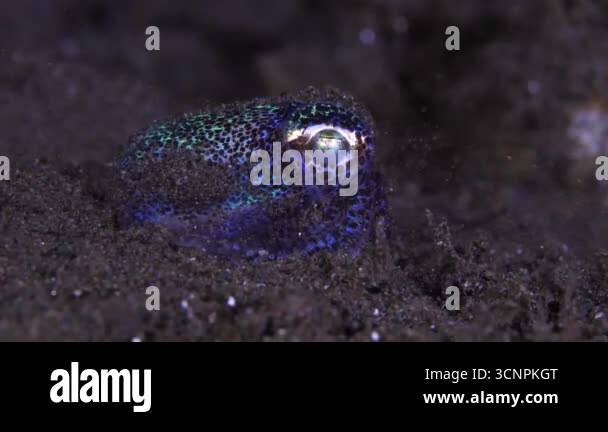 Small squid. Very small Berry's Bobtail Squid - Euprymna berryi, green ...