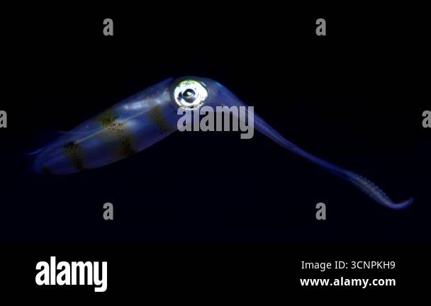 Bigfin reef squid - Sepioteuthis lessoniana, also known as Oval squid ...