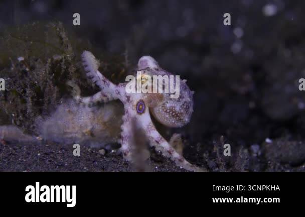 A Blue Ringed Octopus full frame macro. A Blue Ringed Octopus ...