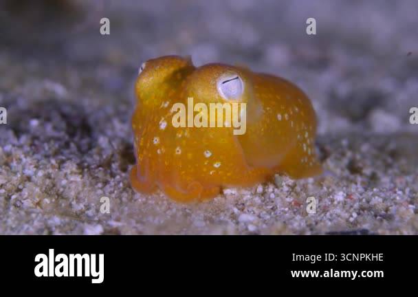 Small squid. Very small Berry's Bobtail Squid - Euprymna berryi, yellow ...