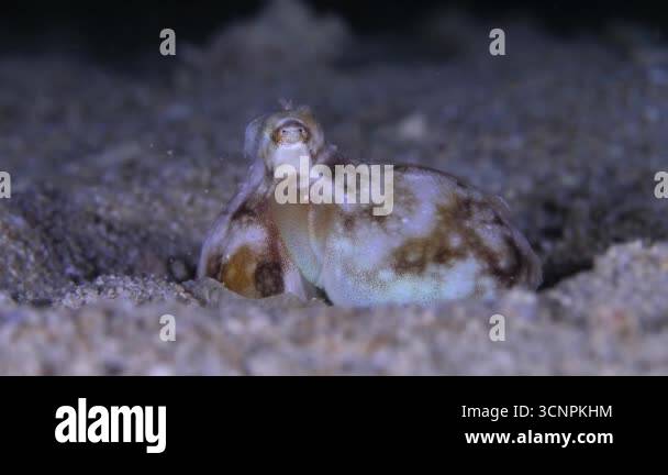A Blue Ringed Octopus full frame macro. A Blue Ringed Octopus ...