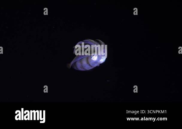 Bigfin reef squid - Sepioteuthis lessoniana, also known as Oval squid ...