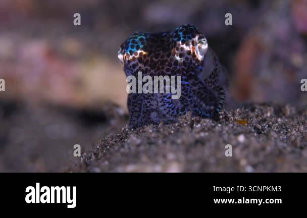 Small squid. Very small Berry's Bobtail Squid - Euprymna berryi, green ...