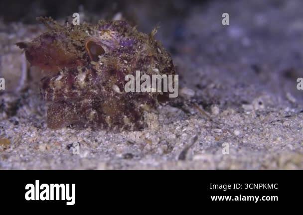 An adult specie of the Day Octopus filmed at late evening. Octopus ...