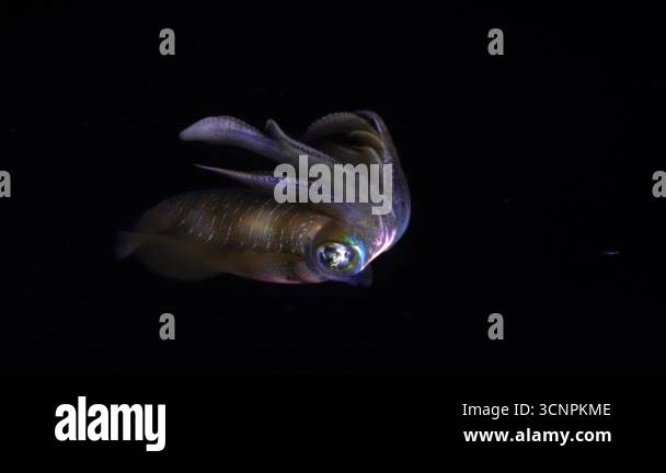 Bigfin reef squid - Sepioteuthis lessoniana, also known as Oval squid ...