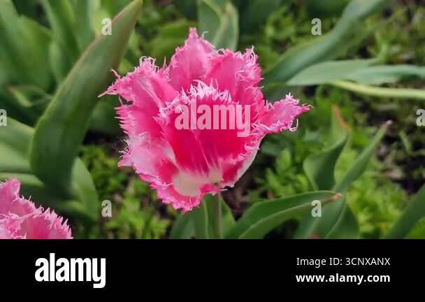 Tulip. Beautiful blooming tulip flower. Blooming tulip flower with pink ...