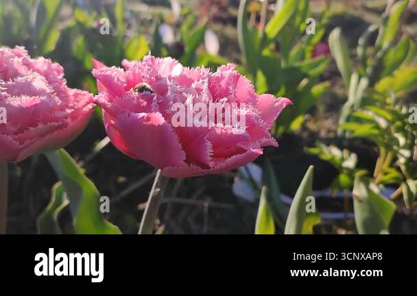 Tulip and insect. Beautiful blooming tulip flower and insect on petals ...
