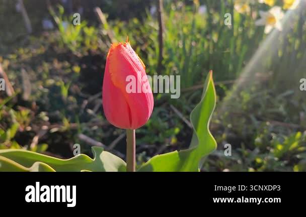 Tulip close up. Blooming tulip flower. Blooming tulip flower with red ...