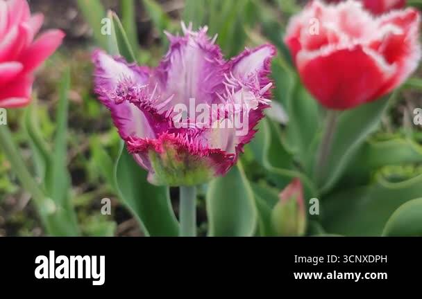 Tulip. Beautiful blooming tulip flower. Blooming tulip flower with ...