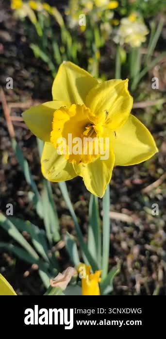 Narcissus. Beautiful flower narcissus. Blooming narcissus flower with ...