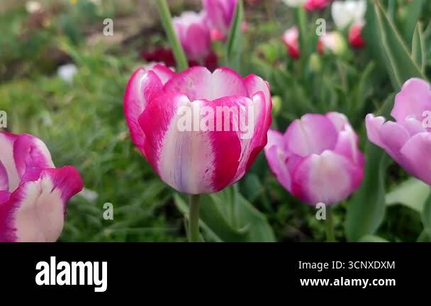 Tulip. Beautiful blooming tulip flower. Blooming tulip flower with pink ...