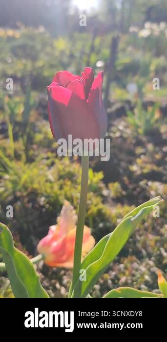 Beautiful varietal blooming tulip close up. Growing blossoming flower ...