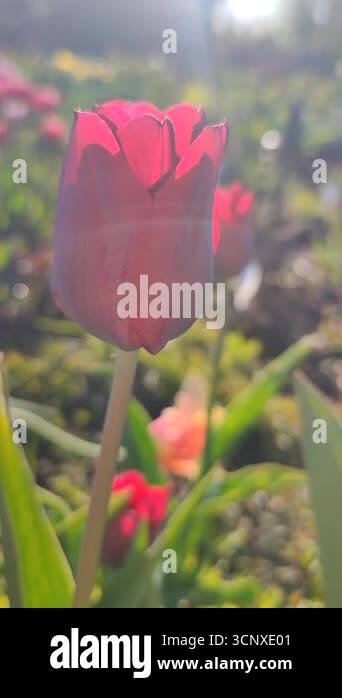 Beautiful varietal blooming tulip close up. Growing blossoming flower ...
