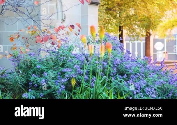 Urban bird ecosystem Stock Videos & Footage - HD and 4K Video Clips - Alamy