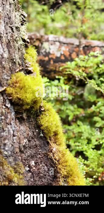 Close-up of vibrant moss on tree bark in a dense, green forest. Soft ...