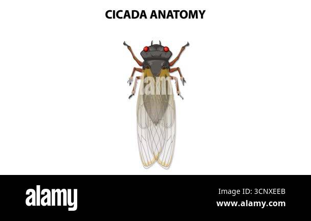 Illustrated cicada anatomy with labeled body parts Stock Video Footage ...