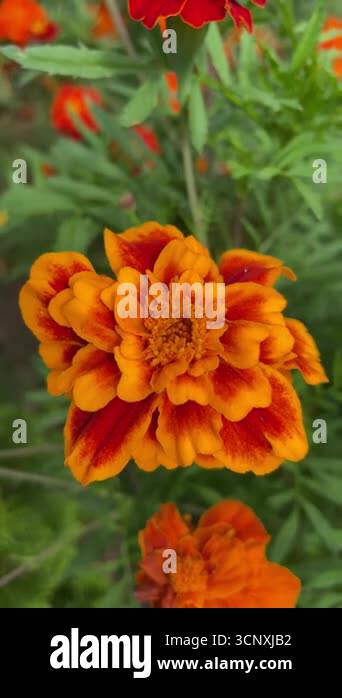 Ukrainian flowers marigolds, autumn flower, national symbols of Ukraine ...