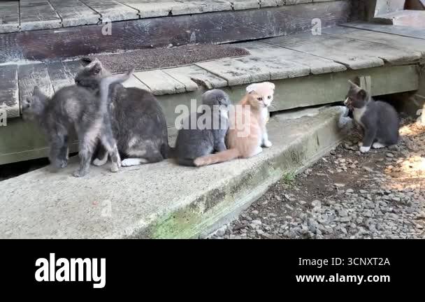 cat in the zoo Stock Video Footage - Alamy